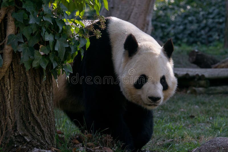 Portrait of a giant panda stock image. Image of animal - 137845921