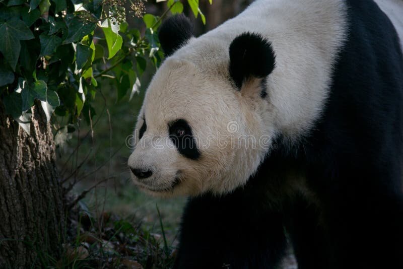 Portrait of a giant panda stock photo. Image of portrait - 137845968