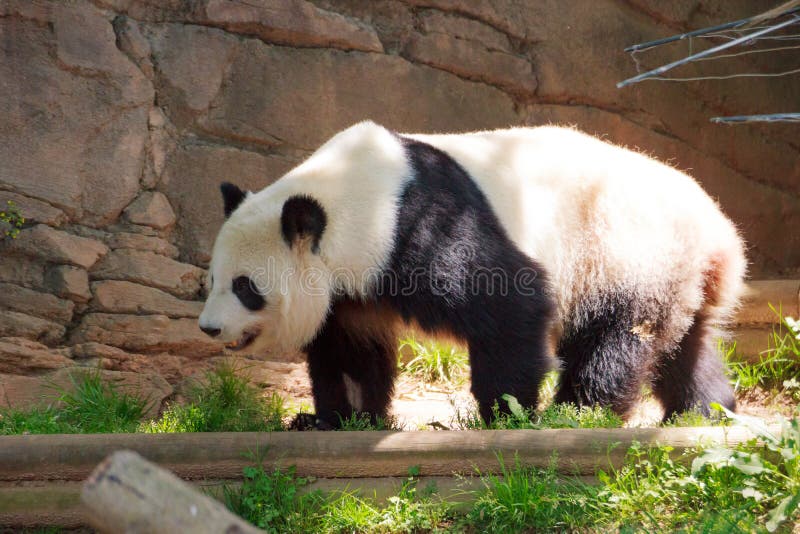 Portrait Of Giant Panda Bear Standing And Walking. Stock Photo - Image ...