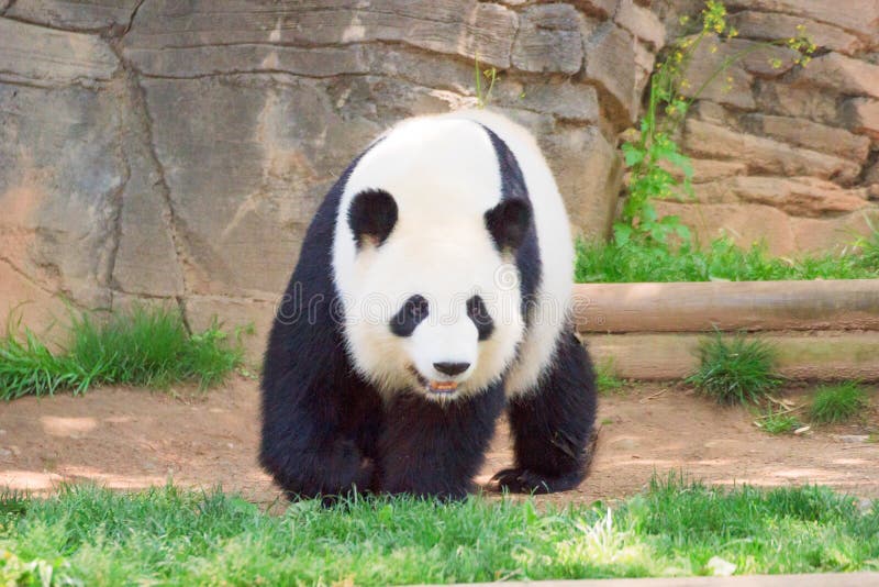 Portrait of Giant Panda Bear Standing and Walking. Stock Image - Image ...
