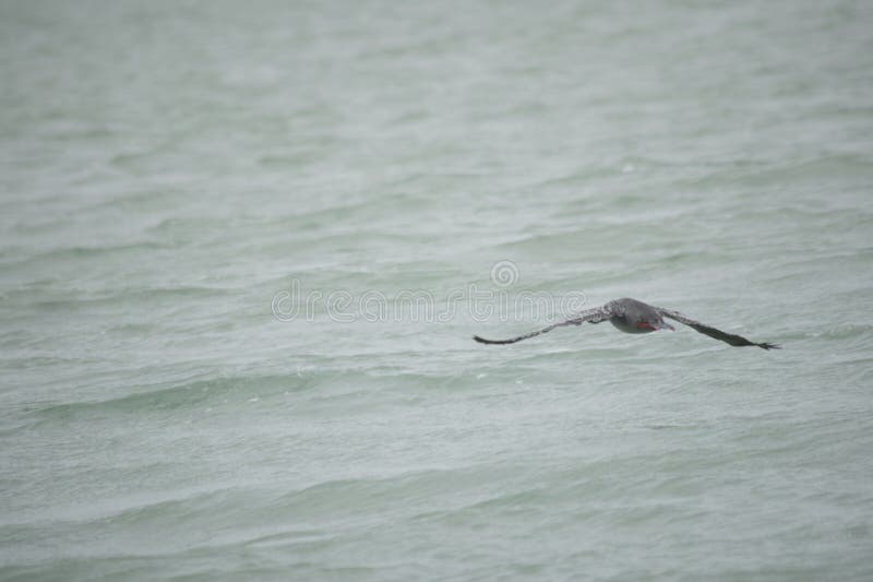 Portrait of a Giant Petrel Flying in a Cloudy Sky. Macronectes ...