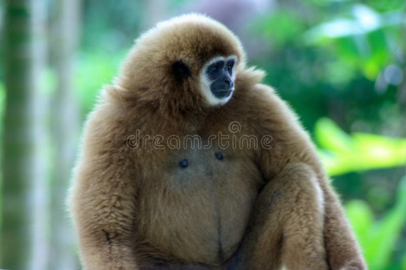 Portrait of a Gibbon stock image. Image of thailand - 269564155