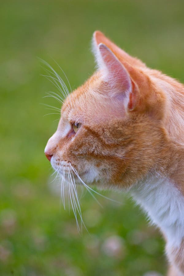Portrait of a ginger cat stock photo. Image of face, field - 24638748