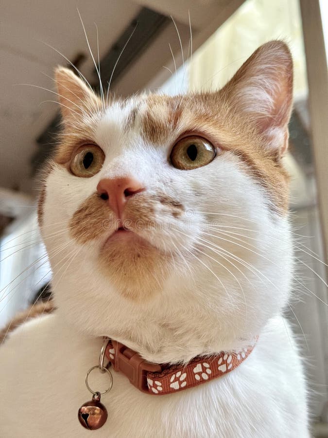 Portrait of a Ginger Cat. Close-up of the Cats Face. Looking Slightlya ...