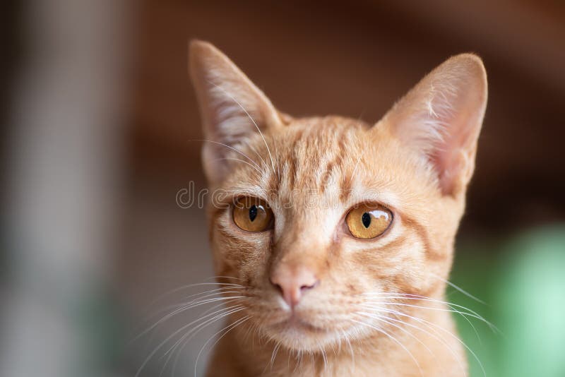 Portrait of Ginger Cat Face Stock Image - Image of portrait, ginger ...