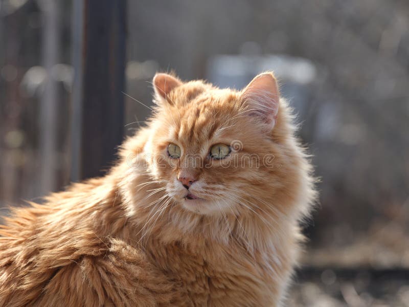 A Portrait of a Ginger Cat Looking into the Distance Stock Image ...