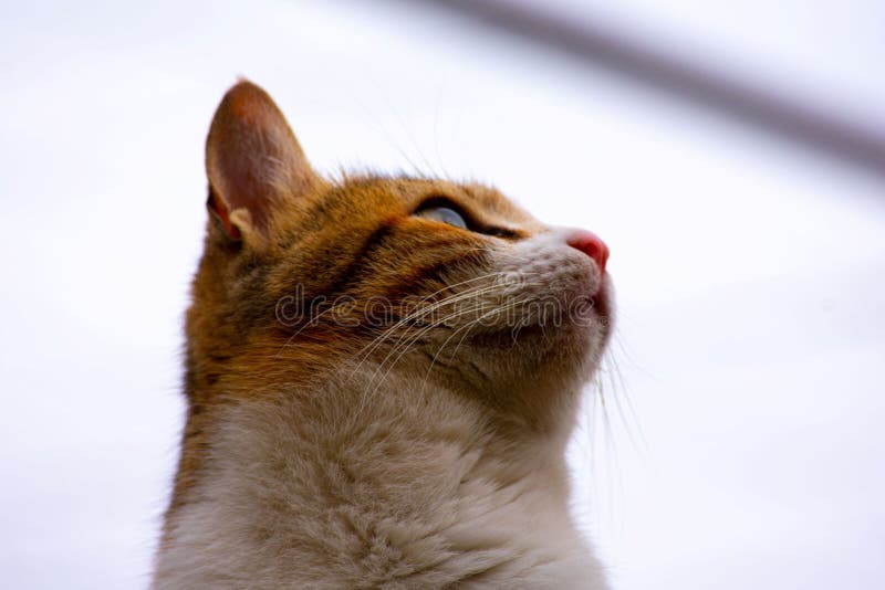 Portrait of a Ginger Cat Looking Up Stock Image - Image of portrait ...