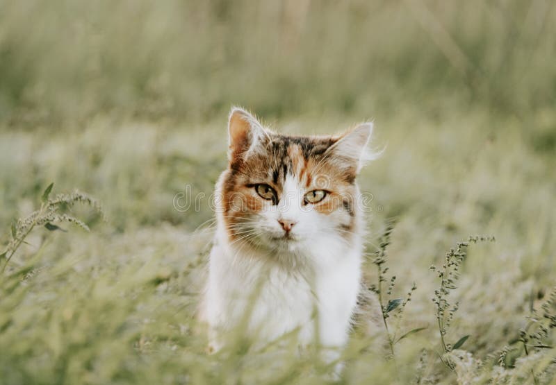 Portrait of Ginger Cat Pictured Outside, Relaxing on Green Grass Stock ...