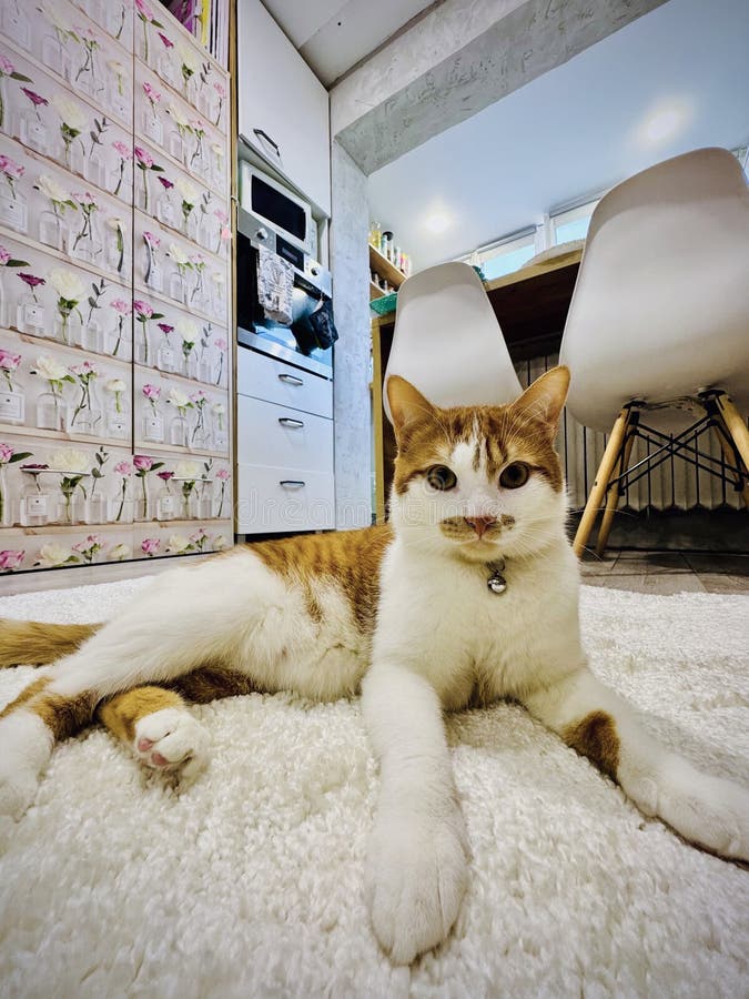 Portrait of a Ginger Cat. the Cat is Sitting on the Floor, Looking into ...