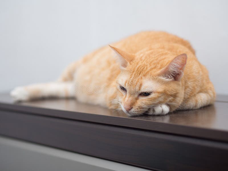 Portrait of Ginger Cat Sleep Stock Image - Image of domestic, mammal ...