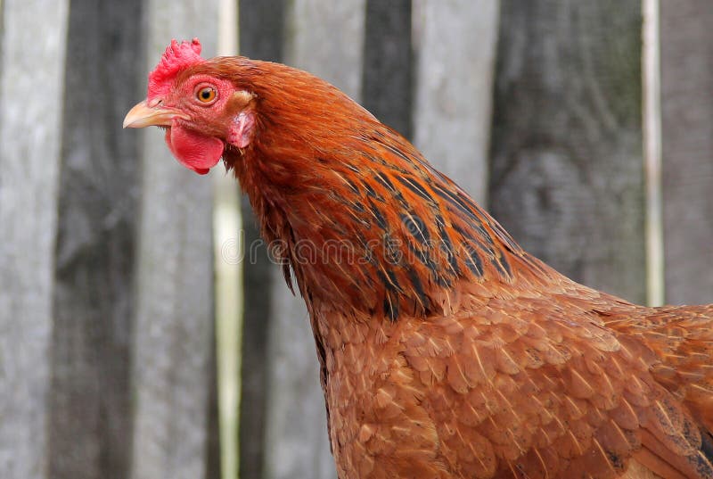 Portrait of a Ginger Chicken Stock Image - Image of fowl, feather: 78029629