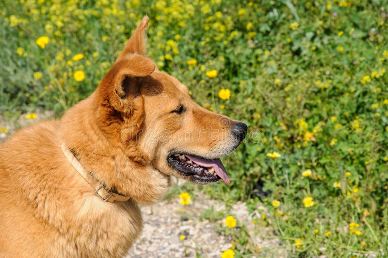 Portrait of Ginger Dog Looking Away Stock Image - Image of face ...