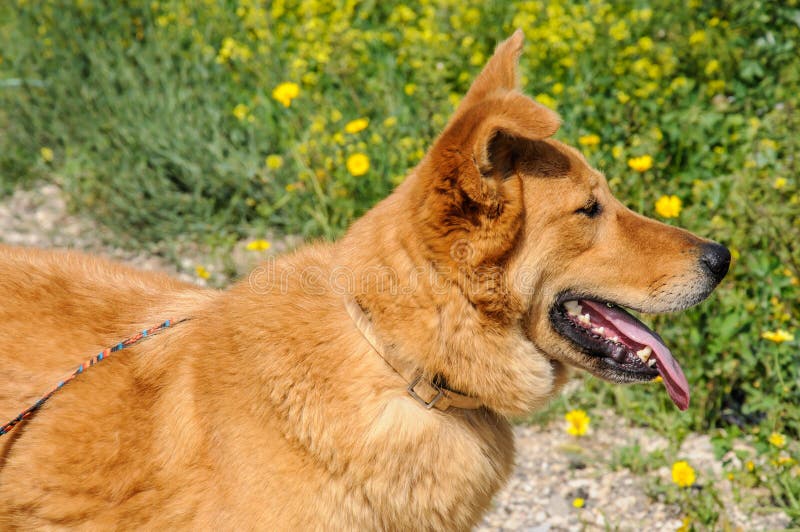 Portrait of Ginger Dog Looking Away Stock Image - Image of green, look ...
