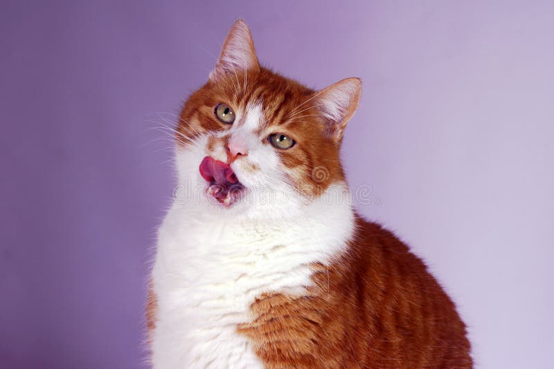 Portrait of Ginger European Cat Stock Image - Image of hair, animal ...