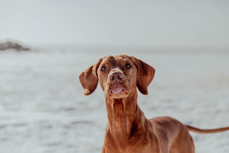 Portrait of a Ginger Funny Dog with Tongue Stock Image - Image of ...
