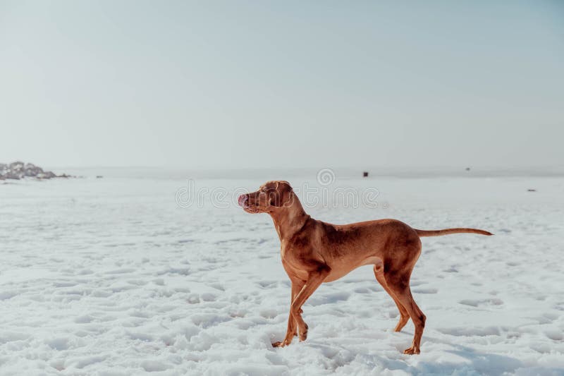 Portrait of a Ginger Funny Dog with Tongue Stock Photo - Image of ...