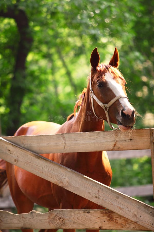 Portrait of Ginger Horse on Farm. Outdoors Stock Photo - Image of ...
