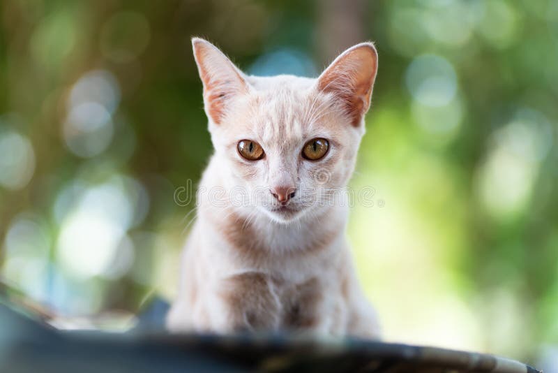 Portrait of Ginger Kitten Face Stock Image - Image of animal, camera ...