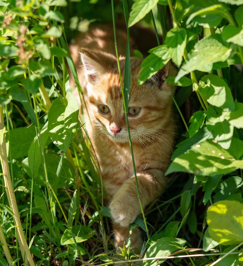 Portrait of a Ginger Kitten in Green Grass. Stock Image - Image of ...