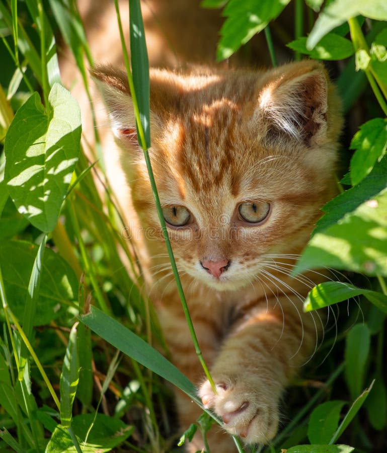 Portrait of a Ginger Kitten in Green Grass. Stock Photo - Image of ...