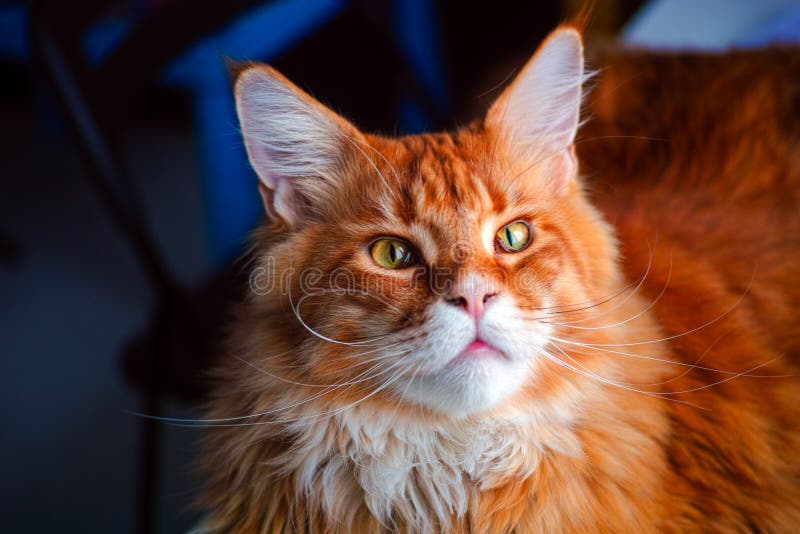 Portrait of Ginger Maine Coon Stock Photo - Image of coon, portrait ...