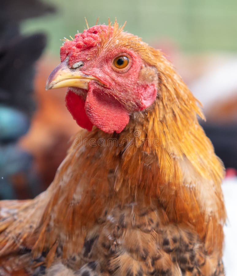 Portrait of a Ginger Rooster Stock Photo - Image of cockerel, chick ...