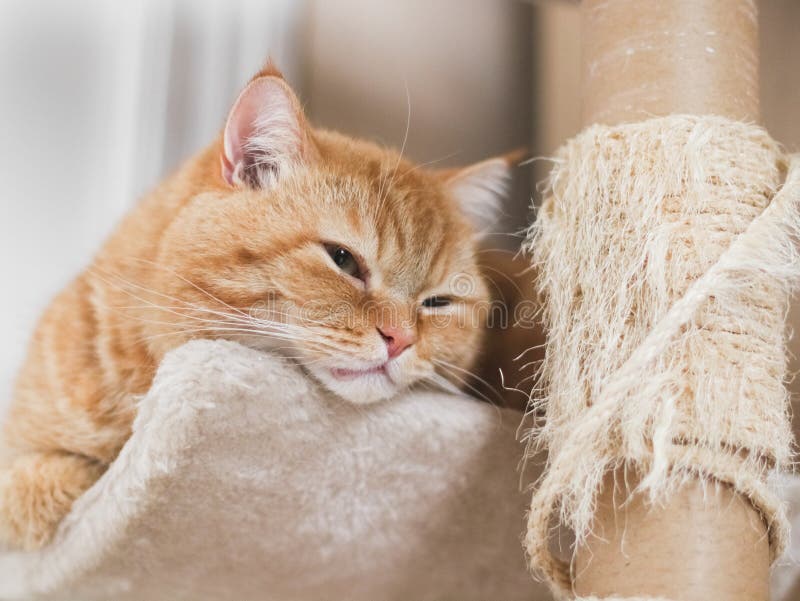 Portrait of a Ginger Thoroughbred Cat with a Dozing Look Lying on a Cat ...