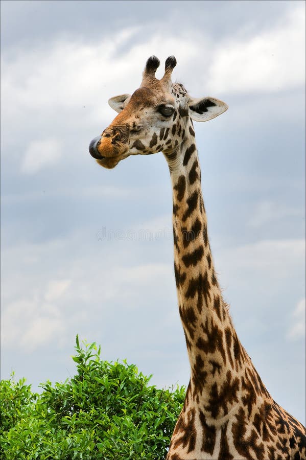 Portrait of a giraffe. stock image. Image of herbivore - 16476453