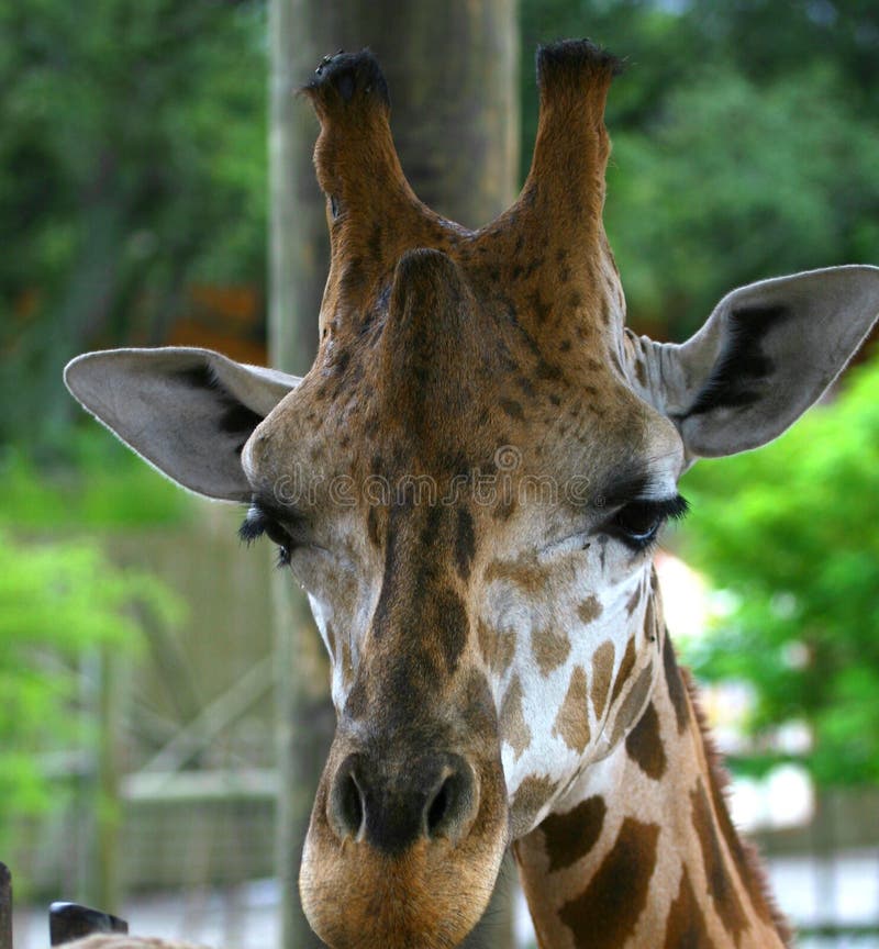 Portrait Of Giraffe Picture. Image: 2948338