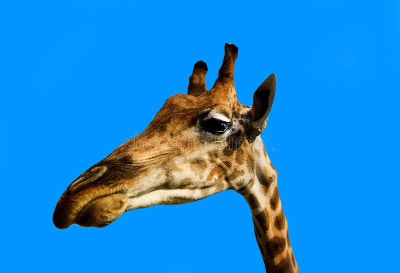 Giraffe Head Isolated, Blue Background Stock Image - Image of wildlife ...