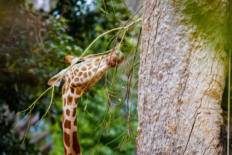 Portrait of a Giraffe Eating Leaves from a Tree Stock Photo - Image of ...