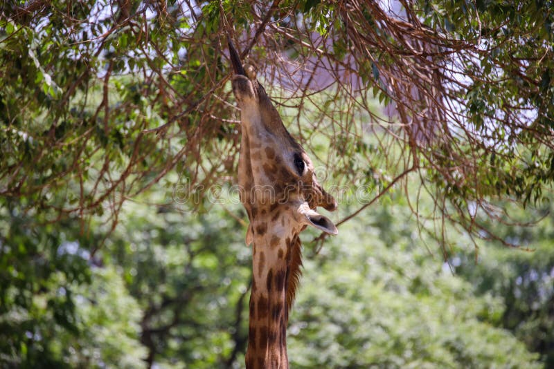 Portrait of a Giraffe Eating Leaves from a Tree Stock Photo - Image of ...