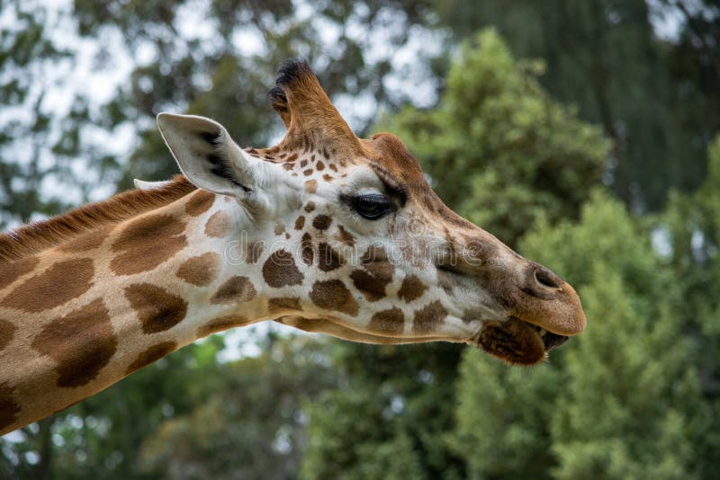 Portrait of giraffe head stock image. Image of africa - 234441389