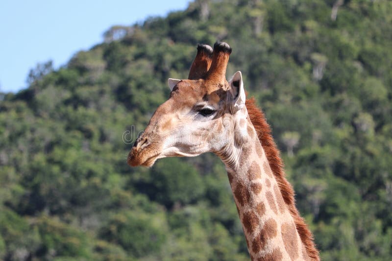 G Raffe Stock Photos - Free & Royalty-Free Stock Photos from Dreamstime