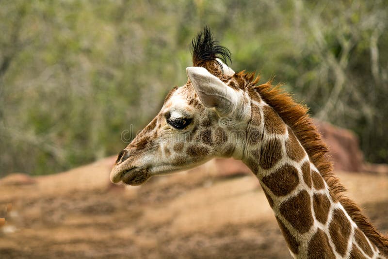 Portrait of a Giraffe in Profile at the Zoo Stock Image - Image of ...