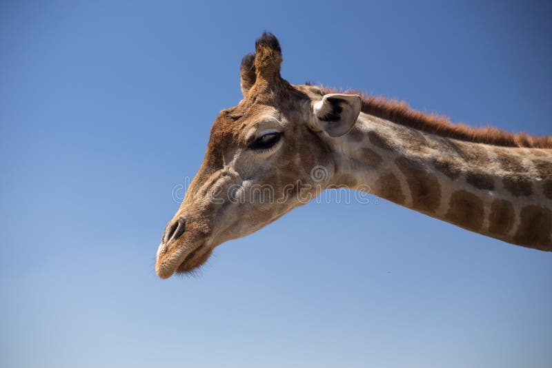 Portrait of a Giraffe stock image. Image of isolated - 138149203
