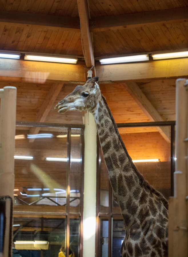 Portrait of a Giraffe in the Zoo Building. Stock Image - Image of cute ...