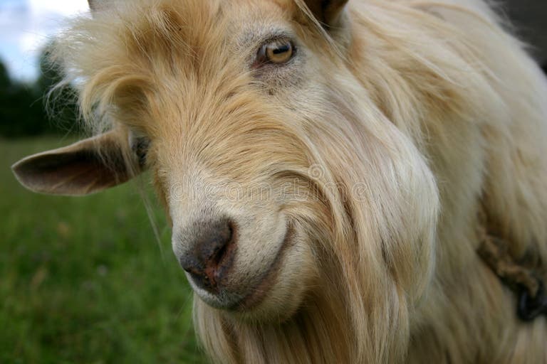2,906 Smiling Goat Stock Photos - Free & Royalty-Free Stock Photos from ...