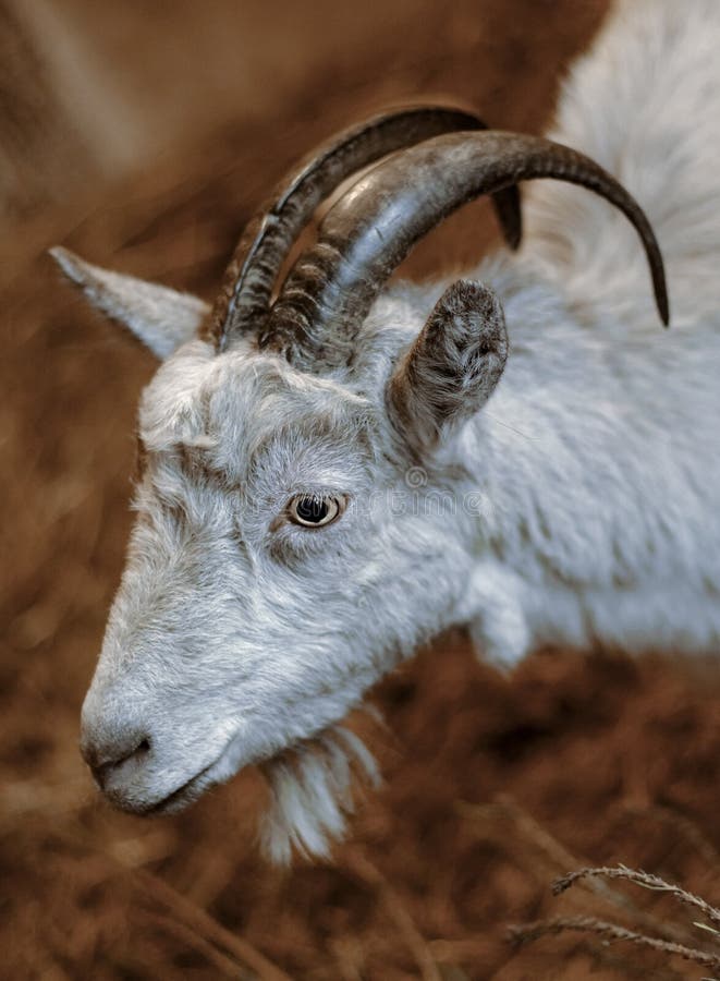 Portrait goat stock photo. Image of horn, caprine, curious - 16598208