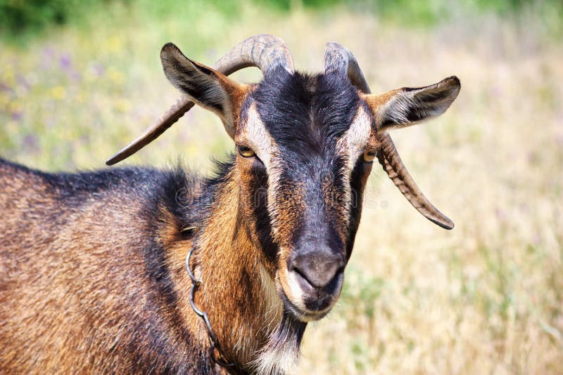 Portrait of a goat stock image. Image of mammal, environment - 25601897