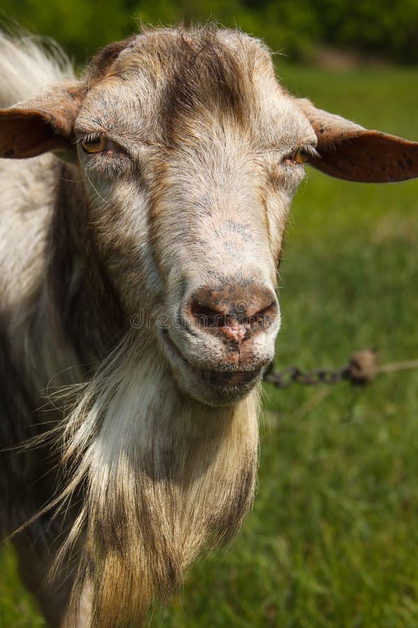 Portrait of a Goat with a Beard on a Green Pasture Stock Photo - Image ...