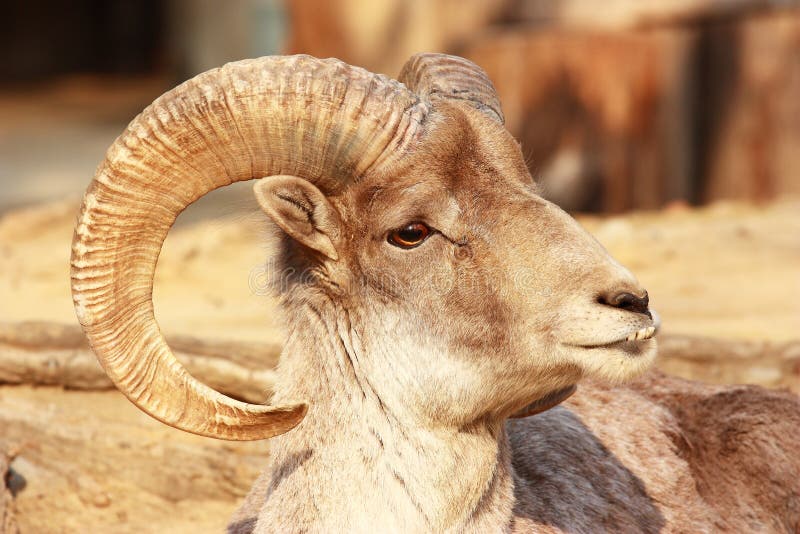 The Portrait of a Goat with Big Horns Stock Photo - Image of chiru ...