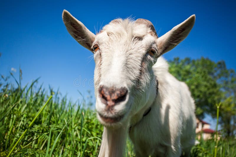 Goat Animal Chewing Stock Images - Download 365 Royalty Free Photos