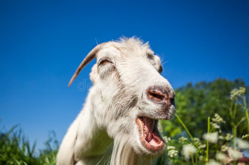 Goat Animal Chewing Stock Images - Download 365 Royalty Free Photos