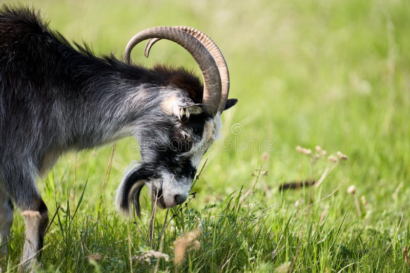 1,093 Goat Chewing Stock Photos - Free & Royalty-Free Stock Photos from ...