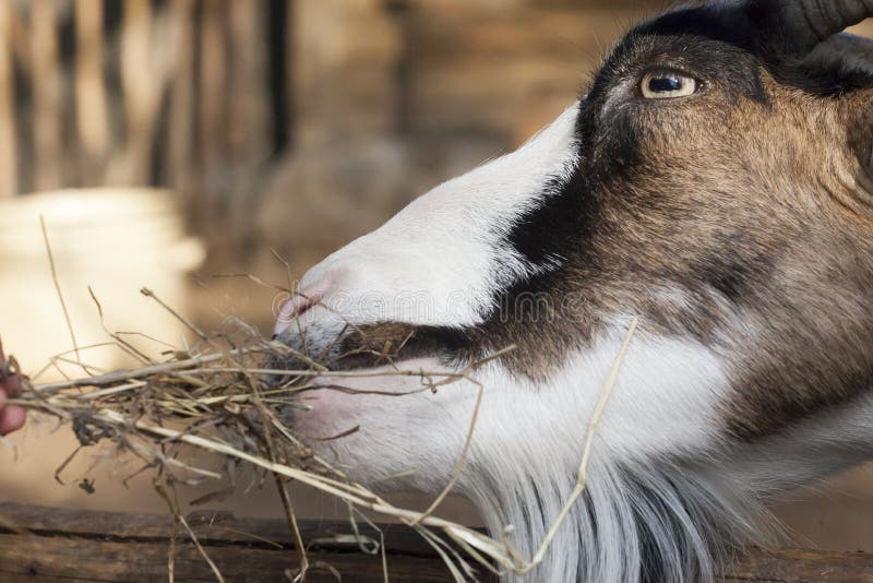 Goat Animal Chewing Stock Images - Download 365 Royalty Free Photos