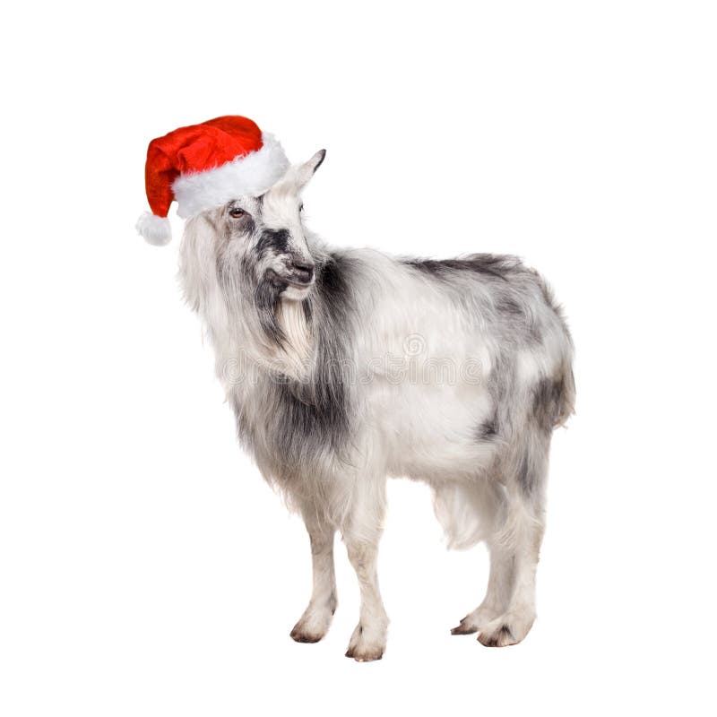 Portrait of Goat in Christmas Hat on White Stock Photo - Image of goat ...