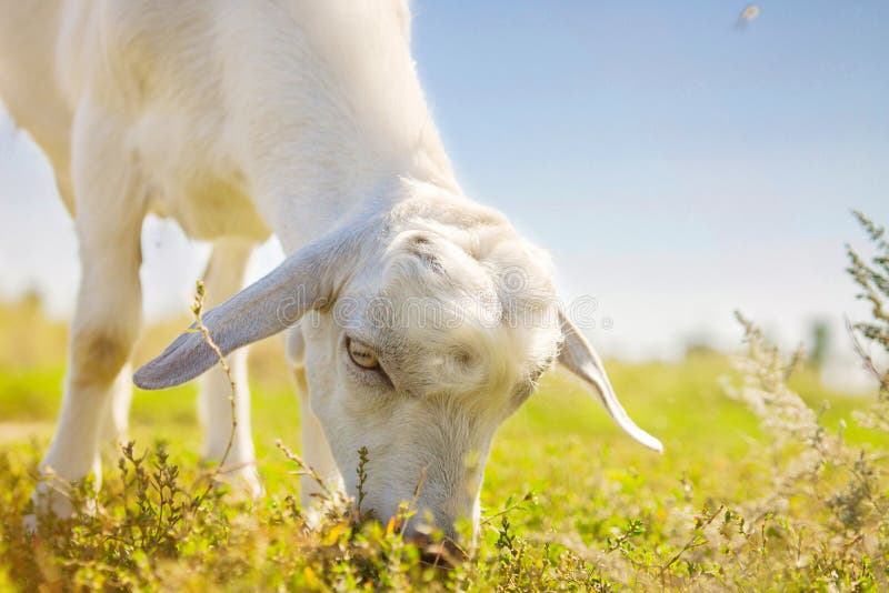 Portrait of a Goat Eating Grass Stock Image - Image of farm, autumn ...