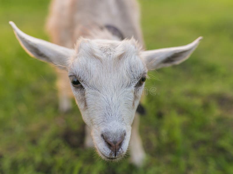 Portrait of Goat Eating a Grass on Meadow Stock Image - Image of hair ...