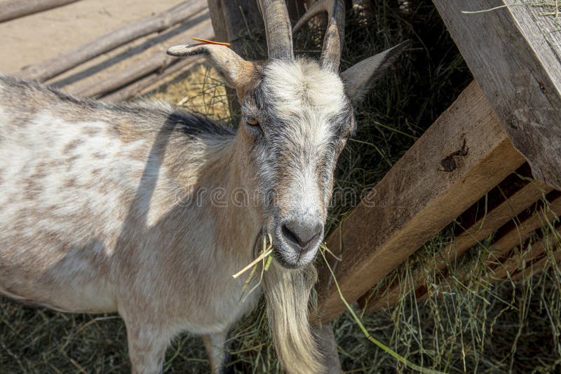Portrait of a Goat that Eats Grass Stock Photo - Image of head, horns ...